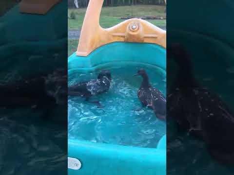 Indian Runner Ducks Swimming