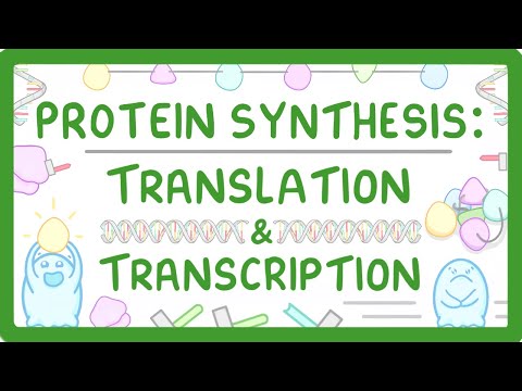 Protein Synthesis Video Lecture - Biology for GCSE/IGCSE - Class 10