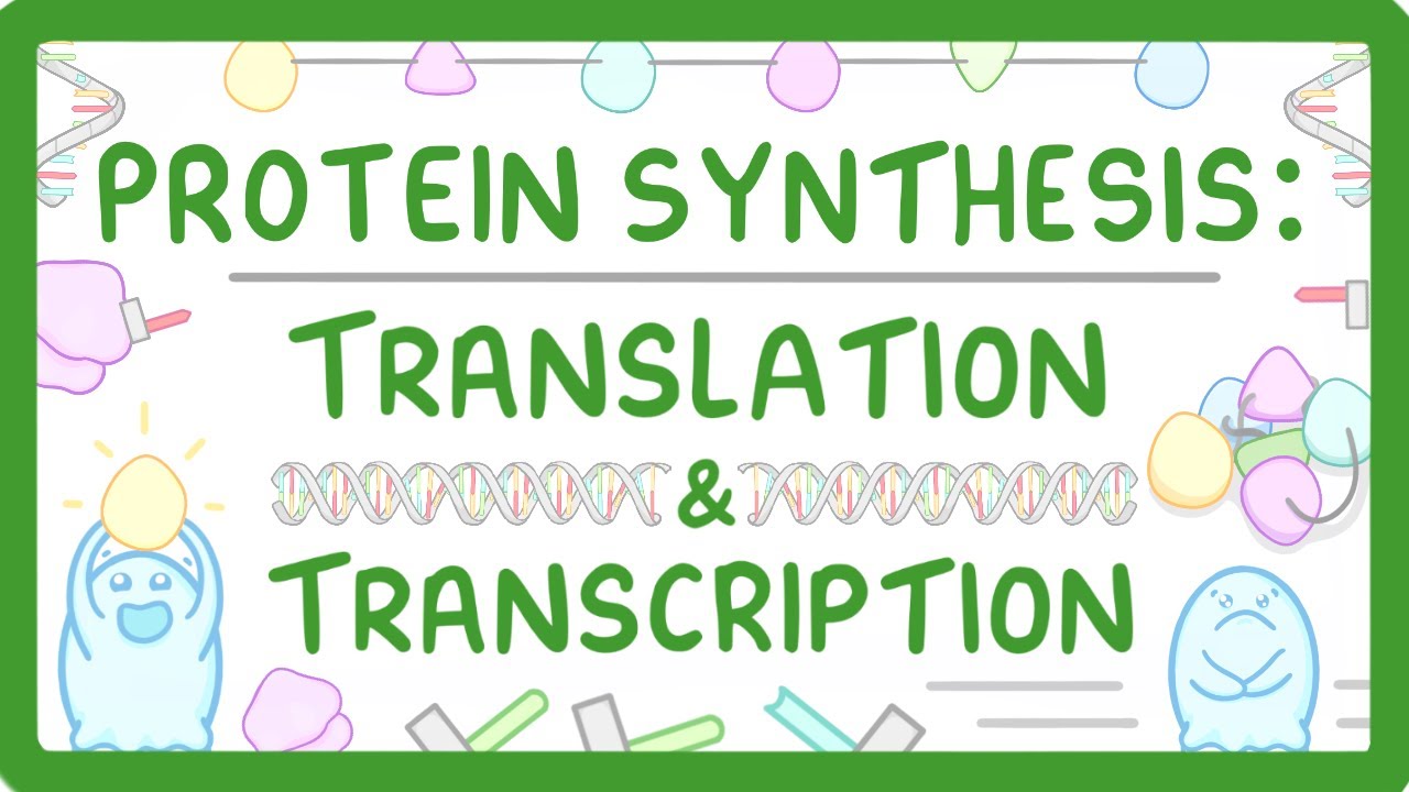 Understanding Protein Synthesis: The Processes of Transcription and ...