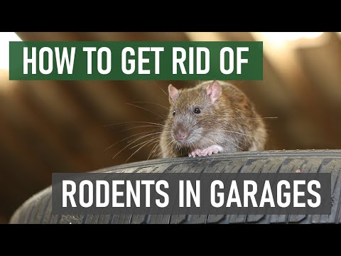 How to Keep Rats & Mice Out of Your Garage