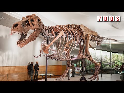 The Internal Anatomy of T. rex Jaws Revealed | 7 Days of Science