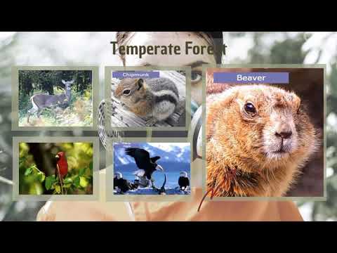 Temperate and Tropical Forest | Sanchez