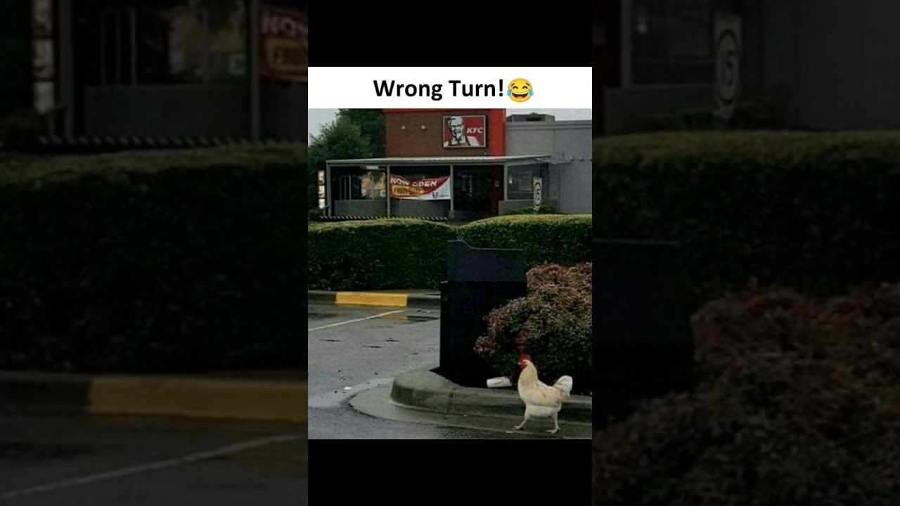 #learning #transformer #pythonmachinelearning #motivation #python #datascience #funny #meme #ai