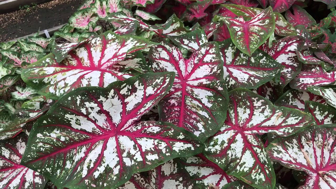 Plant Review: Caladium