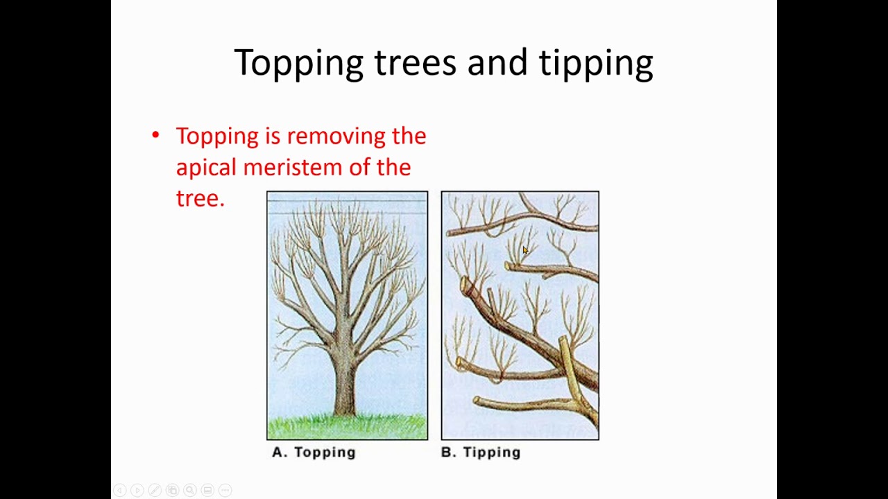 hormones in plants and pruning