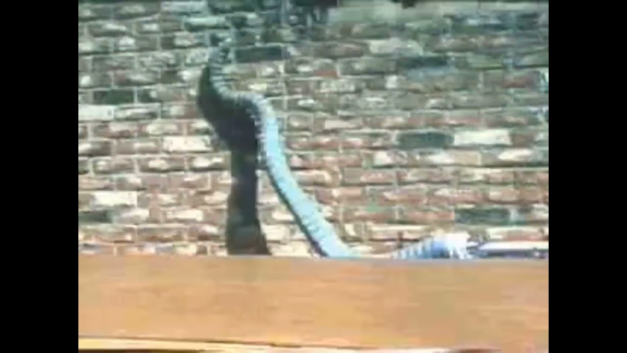 Tentacle test for Tremors