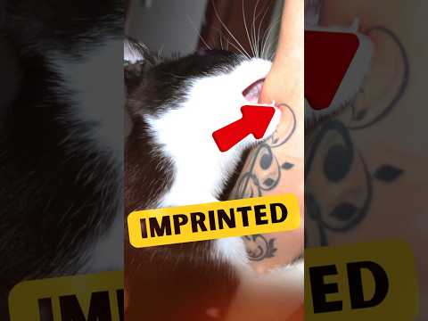 5 Signs That Your Cat Has Imprinted On You