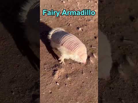 Weird ANIMALS You Won't Believe Exist🦛 #fringfacts #animal #facts