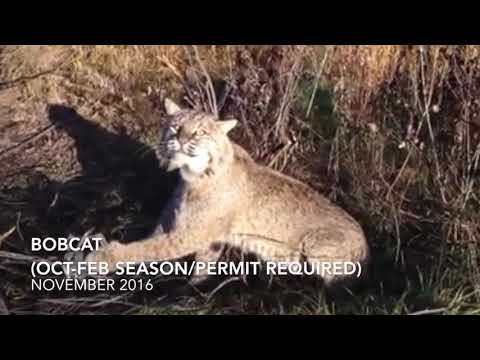 Wisconsin DNR Covergirl Uses Baseball Bat to Kill Wildlife