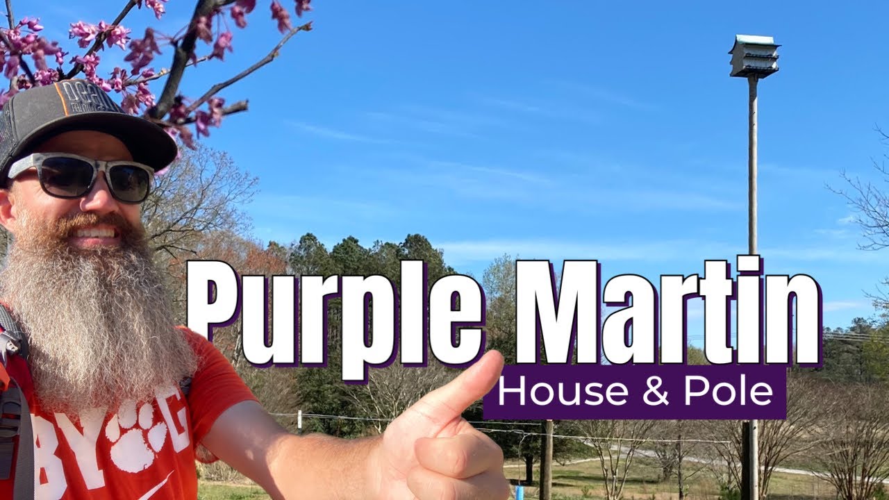 Purple Martin house & custom pole - EP 137