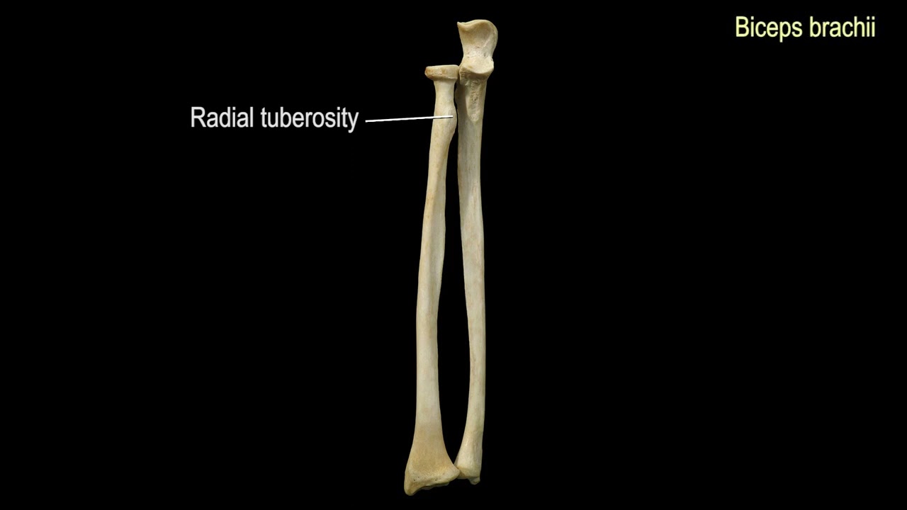 Radius & Ulna Demystified: Anterior View Bone Review
