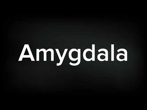 How to Pronounce Amygdala #english #pronunciation #englishpronunciation #englishpractice #pronounce