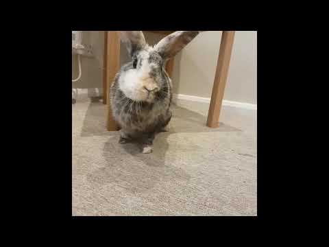 Paralysed rabbit recovery – Animal Physiotherapy Ltd.