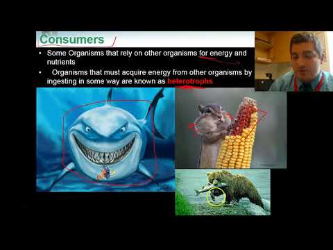 Lesson 3.2 Energy, Producers, Consumers in an Ecosystem