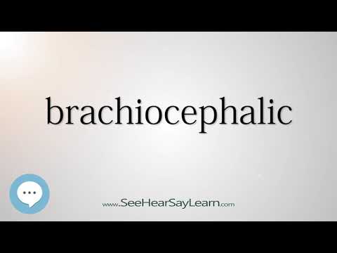 brachiocephalic