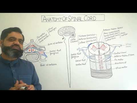 Spinal Cord Urdu /Hindi medium @prof.masoodfuzail| Anatomy of Spinal cord | Spinal Meninges