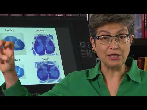 4.8 Identifying Spinal Cord Segments