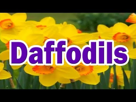 Daffodils