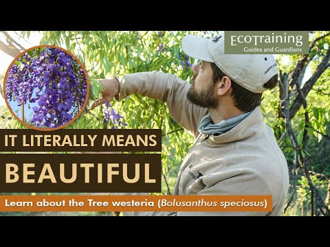 Flora Fridays: Tree Wisteria | Bolusanthus speciosus
