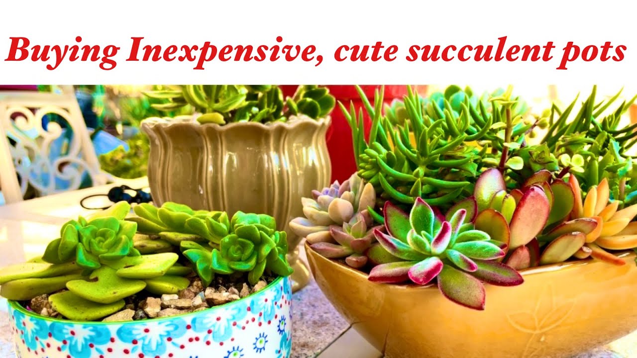Where to buy cute and inexpensive succulent pots
