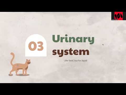 Intro to Bio: Animal Anatomy and Physiology
