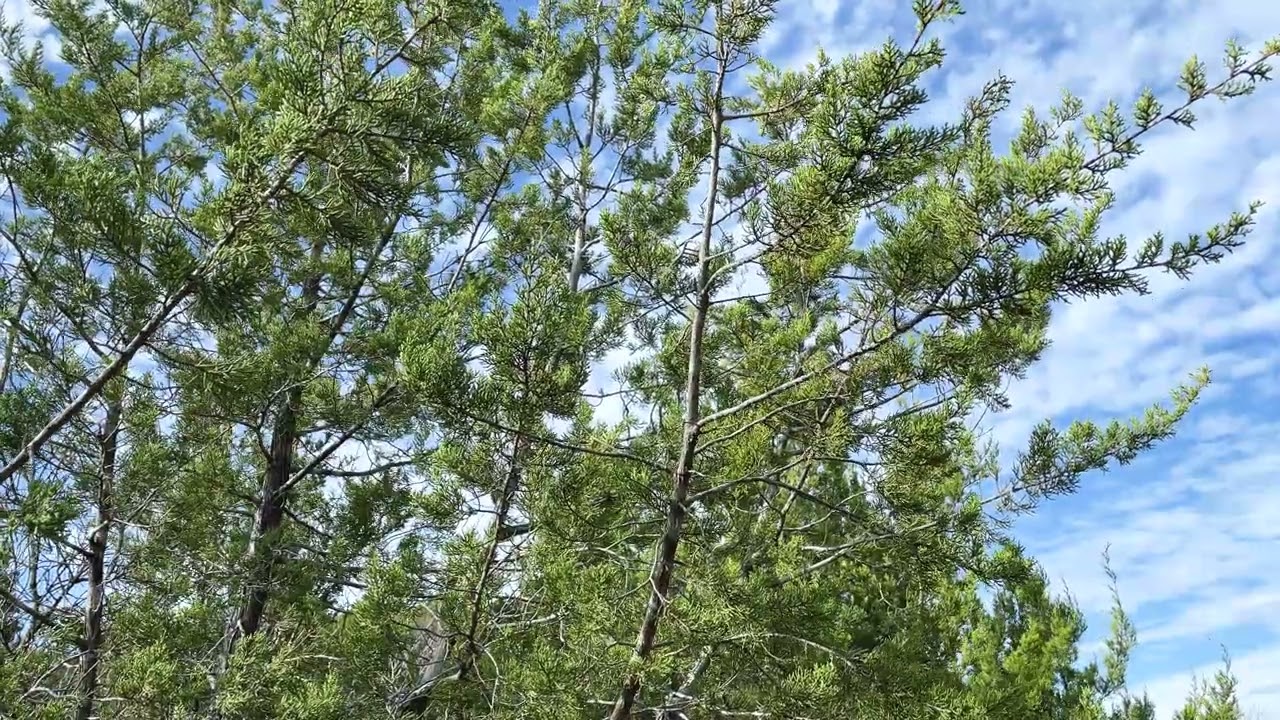 A Tree's Branches Moving in the Wind