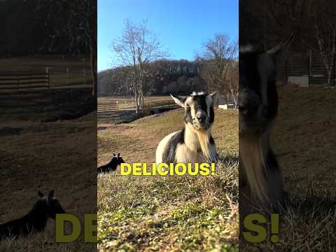 Goat milk tastes better than cow milk?! ๐คฏ