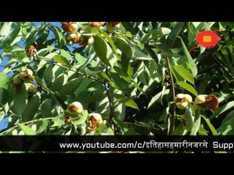 Nag Kesar at Best Price in India