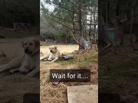 Livestock Guardian Dog Responds To Threat |Anatolian Shepherd #short #shortvideo