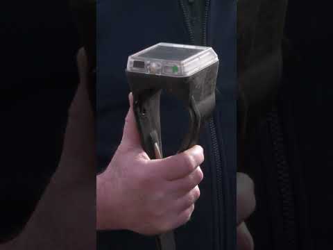 FAS TV Series 5 Ep 3 - Outwintering & Virtual Fencing