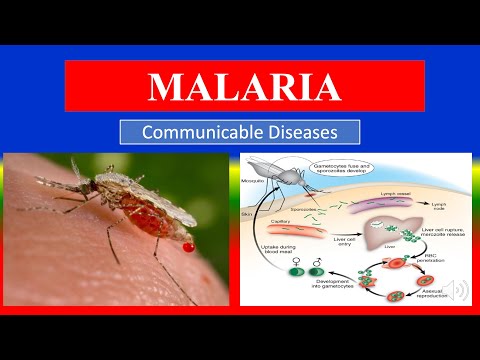 MALARIA - - Definition, types, causes, pathophysiology, signs & symptoms, medicine