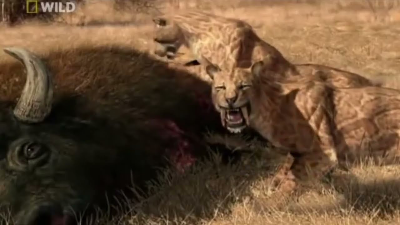 Saber-toothed Tiger | Prehistoric Cats Documentary