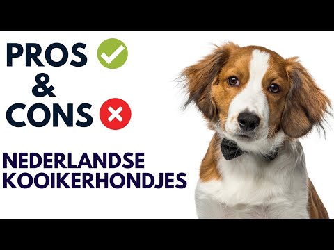 Nederlandse Kooikerhondjes Pros and Cons | Nederlandse Kooikerhondjes Advantages and Disadvantages