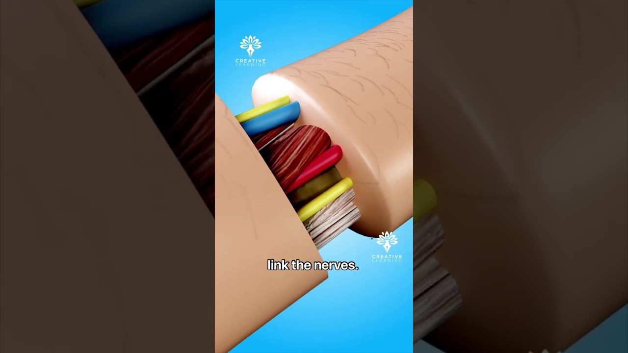 What Happens Inside a Hand Transplant Surgery?😮 #handtransplant #shorts  Creativelearning3d