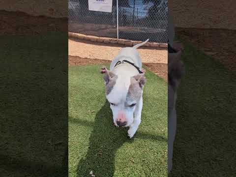 Video of adoptable pet named Scooter