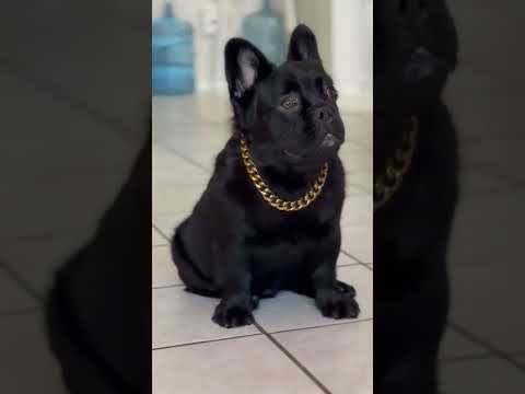 Fluffy French Bulldog Stud