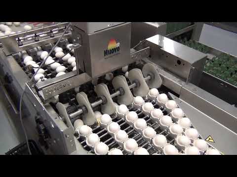 Nuovo Egg Stamper - Easy Stamp SOR5 on Prinzen PSPC30