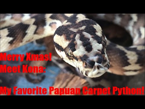 Episode 90 - Update on Kona - My Favorite IJ