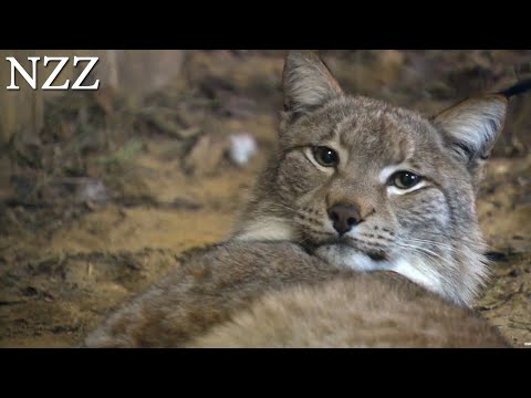 Stars auf vier Pfoten: die Filmtierschule - NZZ Format (2009)