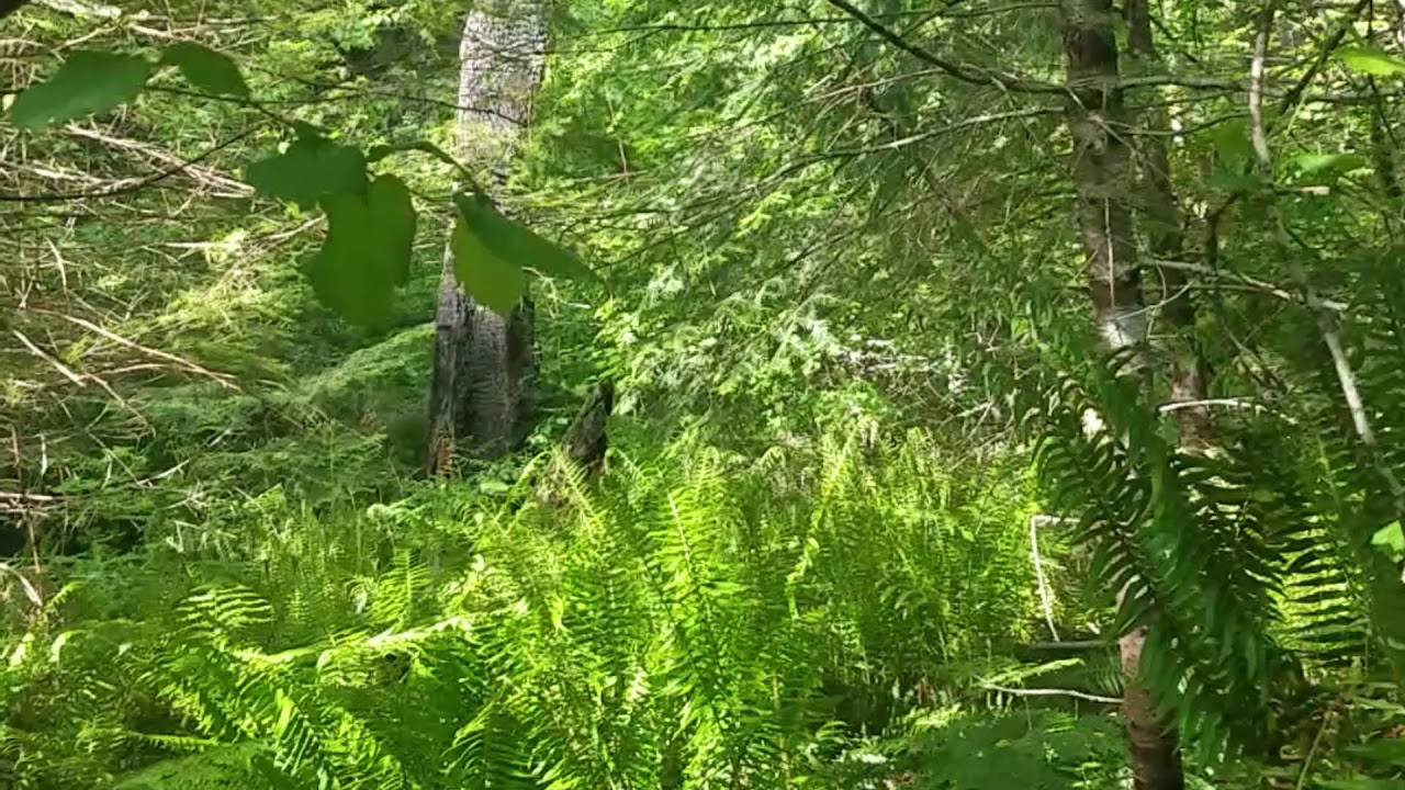 Cispus river camp Large 1