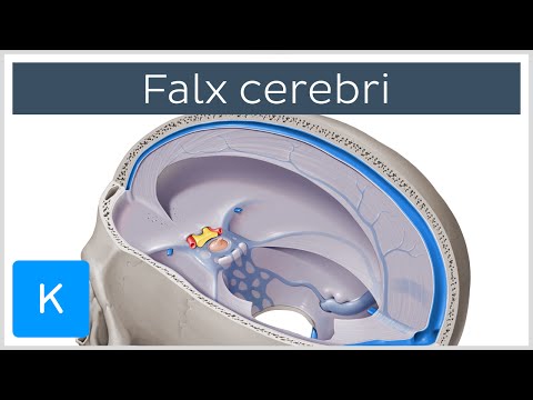 Falx cerebri (Falx Cerebri) - Human Anatomy | Kenhub