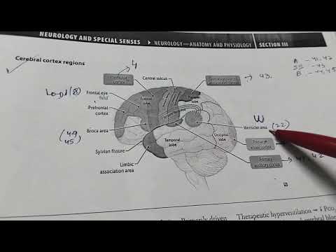 Remember the different cortical areas of the brain and their numbers in less than 2 minutes| Mbbs