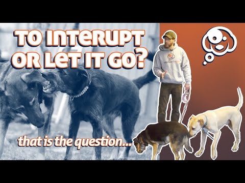 How to Socialize Fearful or Aggressive Dogs