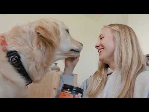 Pet Honesty Multivitamin Dog Supplement, Glucosamine chondroitin for Dogs, Probiotics
