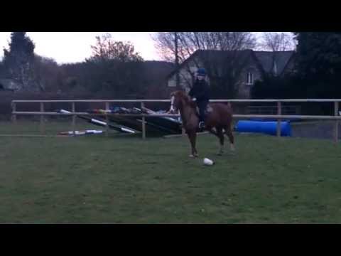 Mounted games pony for sale *SOLD*