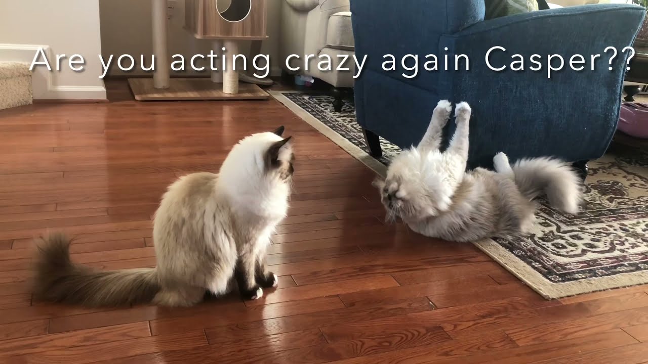 Casper, Blue Point Mitted Ragdoll Cat (11 months old)