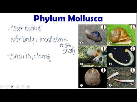 Invertebrate Biology: Mollusks (Snails, Slugs, Scallops, and Squids)