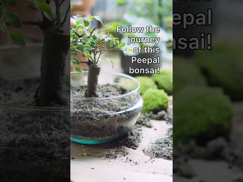 From roadside to bonsai 🌳#Bonsai #bonsaitree #peepal #peepaltree #PlantStoriesByPoojaAparajta