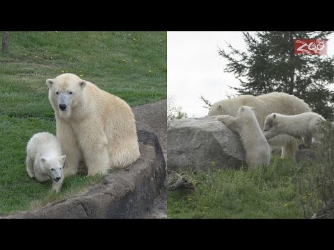 Polar Bear Cubs Name Reveal