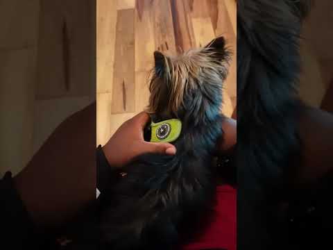 EcoBark Rapid Fastener Super Comfort Dog Harness